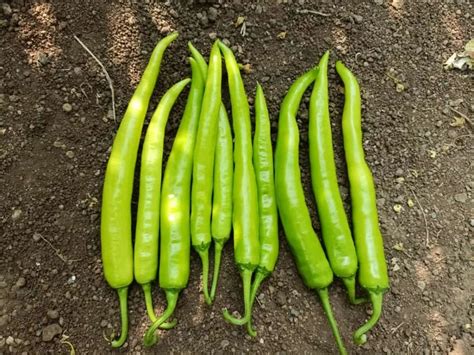 Hybrid Green Prachi Chilli Seeds Packaging Type Poly Pouch Packaging Size 10 Gm At Rs 450