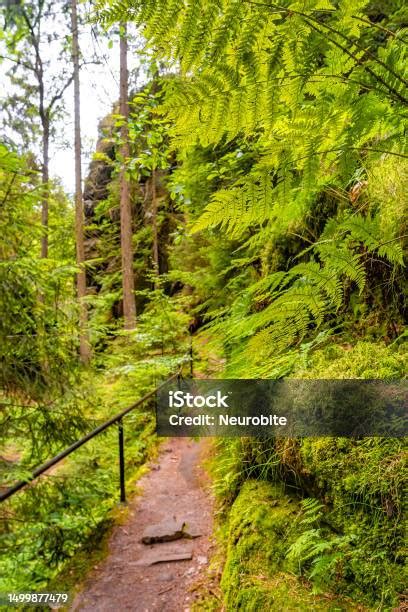 고사리 이끼 이끼 사암 바위가 있는 마법의 마법 같은 동화 속 숲 하이킹 트레일 작센 스위스 근처 작센 스위스 국립공원의 악마의 방 0명에 대한 스톡 사진 및 기타 이미지