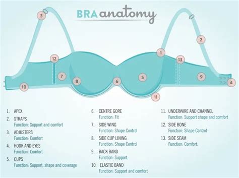 Bra Or Brassiere History Types Parts Sizes And Fittings Textile Blog