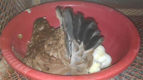 এই প্রথম আমার খামারে দেশি মুরগি দিয় বাচ্চা ফুটেছে। Explore Chicken মুরগির খামার Youtube