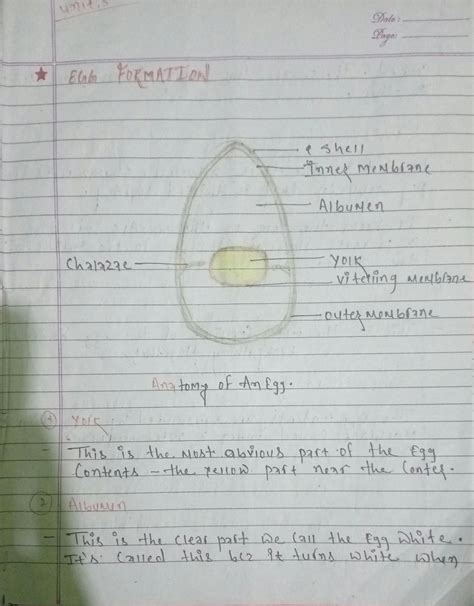 Solution Anatomy Of Egg Egg Formation Process Studypool