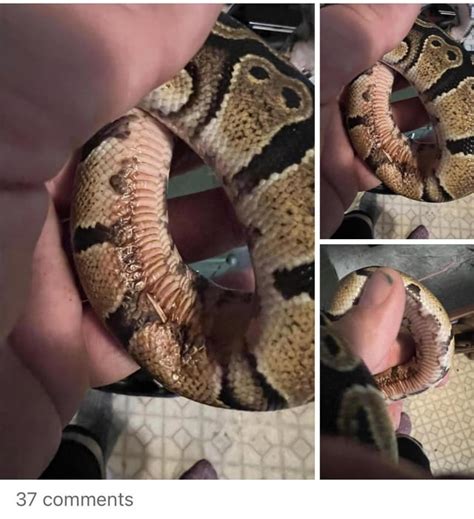 Ball Pythons Do Not Need Belly Heat Just The Right Ambient Temps All