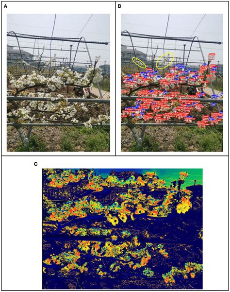 frontiers multi scenario pear tree inflorescence detection based on improved yolov7 object