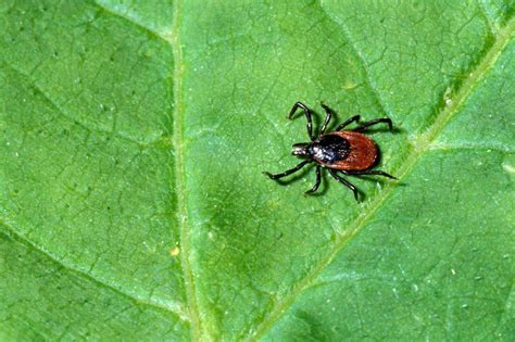 Ticks In The Garden Why You Should Welcome Their Natural Predators