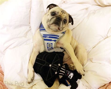 Jabba The Pug New Star Wars Pugs Star Wars Episodes