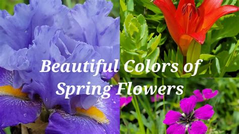 Amazing Colors Of Spring Flowers Beautiful Flowers Youtube