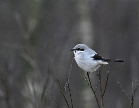 Foto Klapekster Lanius Excubitor Waarnemingnl