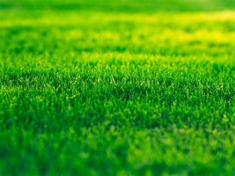Why Winter Pre Emergent Application Is Crucial For A Healthy Lawn