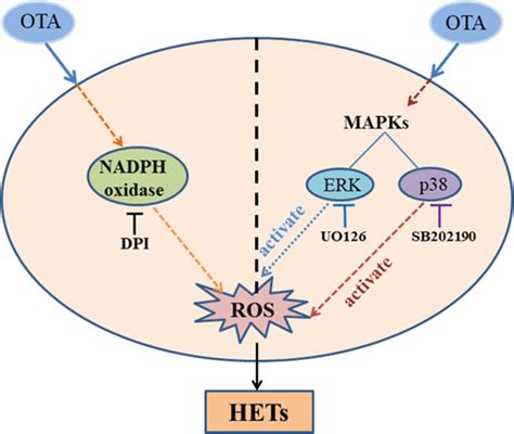 Ch曲毒素a引发的鸡嗜异性细胞外陷阱通过依赖于nadph氧化酶，erk和p38 Mapk信号通路活化的活性氧产生而释放 Journal Of Agricultural And Food