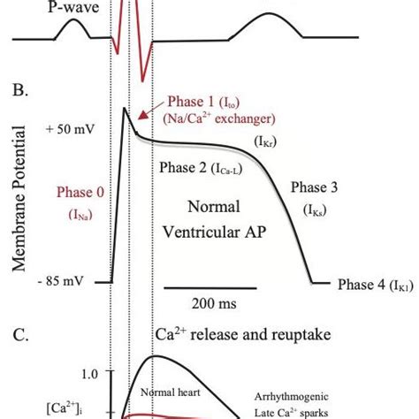 Schematic Of The Normal Ecg A Ventricular Action Potential B And