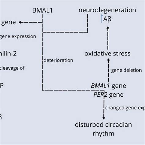 Relations Between Genes Responsible For Circadian Rhythm And Download Scientific Diagram
