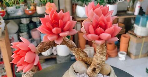 Sen Đá Đất Sét Tại Phố Cây Xanh Được Nặn Bằng Tay 100