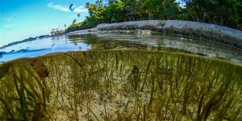 How To Become An Oceanographer Conservation Careers
