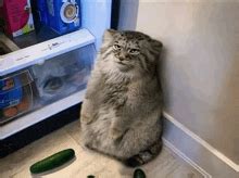 Cat Cucumber S Tenor