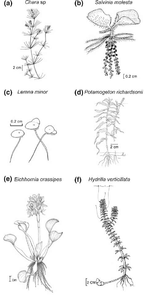 Examples Of Aquatic Macrophytes A Macroalgae Chara Sp Order Download Scientific Diagram