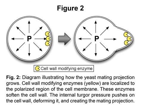 Spatial Stochastic Simulation Of Cellular Polarization In Yeast Mating