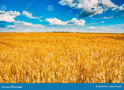 Пшеничное поле свежий урожай пшеницы Стоковое Фото изображение насчитывающей яркое