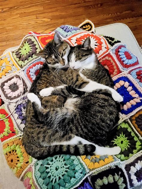 Standard Issue Sleeping Sisters Standardissuecat
