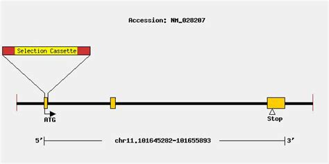 Dusp3 Taconic Biosciences