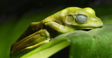 Do Green Tree Frogs Hibernate Amphipedia