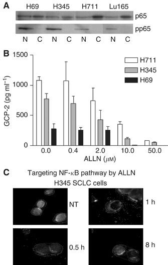 Constitutive Expression Of Gcp 2 In Sclc Cells Is Mediated By Nf B A
