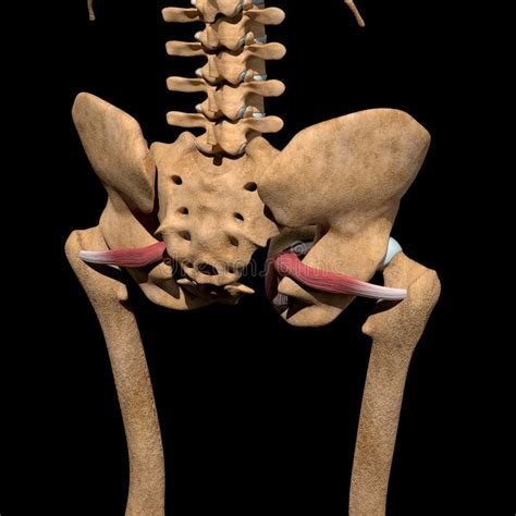 Obturator Muscle Obturator Internus Muscles Fotos Und Bildmaterial