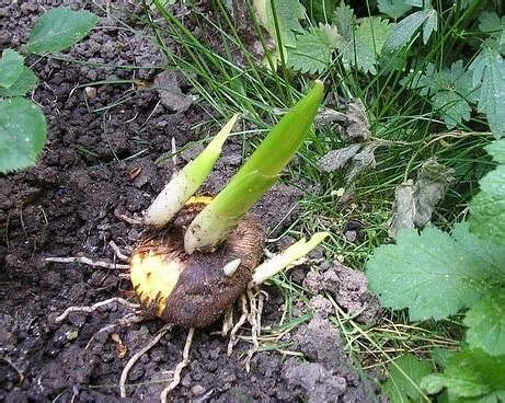 КАК ПРАВИЛЬНО САЖАТЬ ГЛАДИОЛУСЫ. | Дачный сад и огород | Farm gardens ...