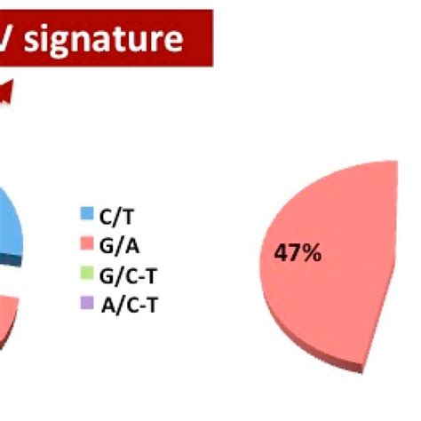 Mutation Spectra In The Analysed Samples Left Pie Chart Shows The