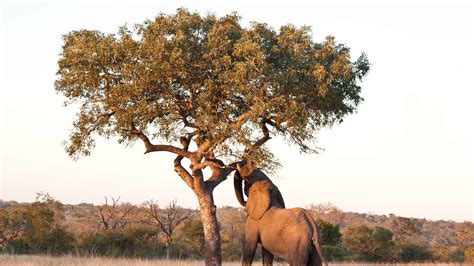 Most Common Trees In Africa At Dillon Shepard Blog