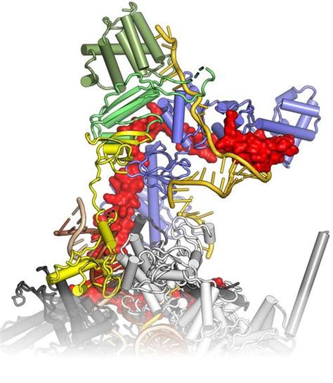 Bacterial Transcription Regulation • Wahl Group Structural