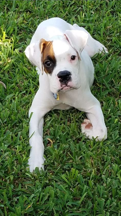 Adopt Darla On Artofit