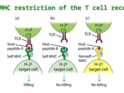 Ppt Self Mhc Restriction Of The T Cell Receptor Self Mhc Restriction Of T C Cells R