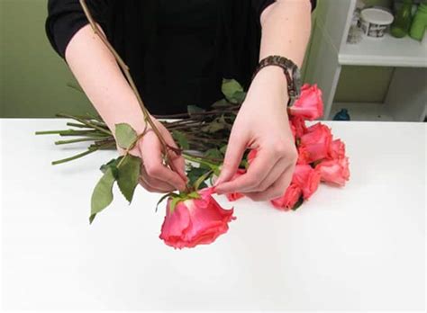 How To Care For Roses Like A Pro Blooms By The Box How To Care For Roses Like A Pro Blooms By The Box