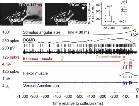 Multiplexing Of Motor Information In The Discharge Of A Collision