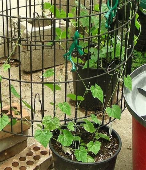 How To Grow Cucamelon Mouse Watermelon In A Pot And Its Care Global