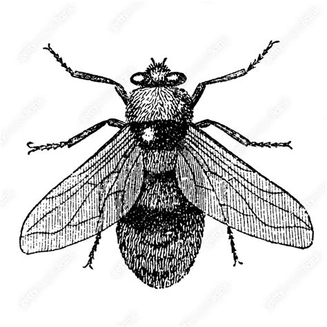 Warble Fly Hypoderma Bovis 이미지 1002684646 일러스트 무료 일러스트 게티이미지뱅크