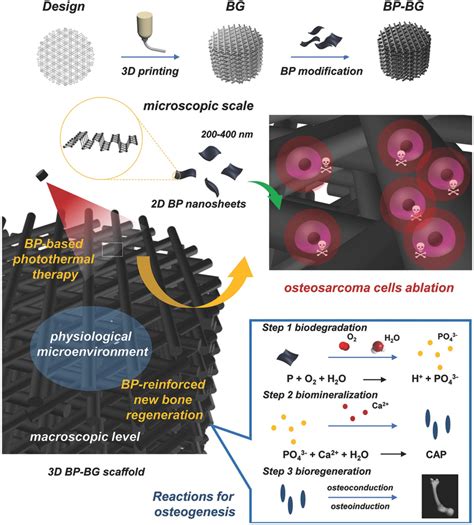 Preparation Of Black Phosphorus−bioactive Glass Scaffold And Its Download Scientific Diagram