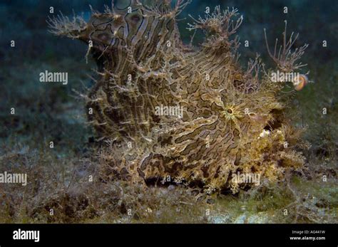 Striated Frogfish Antennarius Striatus A Type Of Angler Fish In