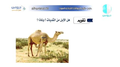 الأول الابتدائي الفصل الدراسي الأول علوم أنواع الحيوانات الثديات