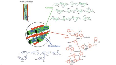 Lignocellulosic Biomass Structure
