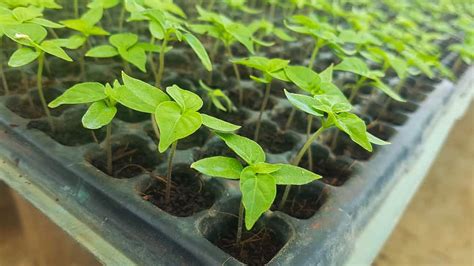 What You Need To Know About Nursery Setup And Management