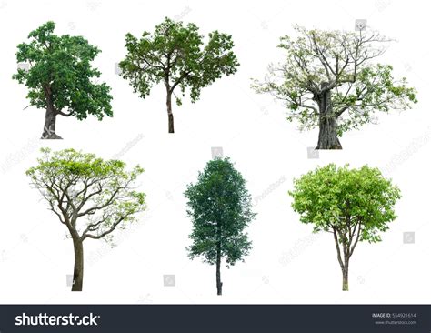 Set 6 Tree Isolated On White Stock Photo 554921614 Shutterstock