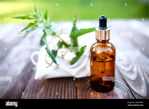 Common Nettle Burn Nettle E Or Stinger Use Of Nettle Extract In Beauty Salons And Essential