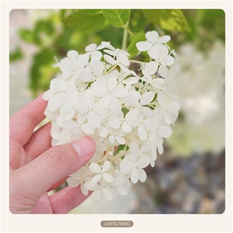 수국 목수국 꽃말과 색깔 종류 수국 예쁘게 키우기 꿀팁 네이버 블로그