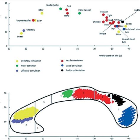 From Fabri Et Al 2014 Callosal Activation And Callosal Fibers