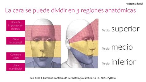 Anatomía Facial Pptx Skin And Dermatology Diseases And Conditions