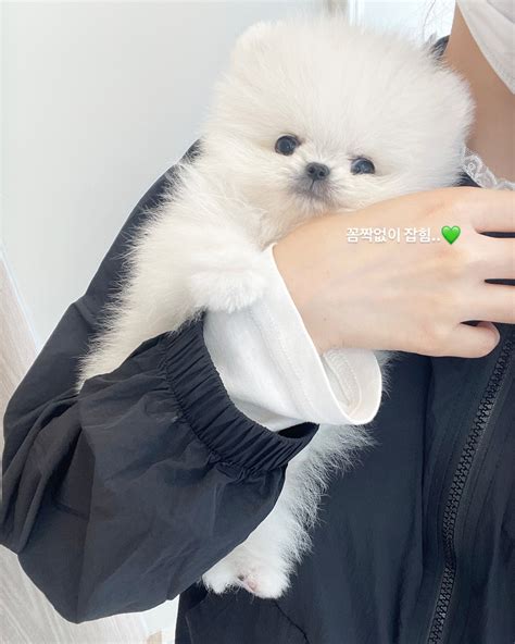 인천강아지분양 말티푸분양 • 토이푸들분양 • 미니비숑분양 • 말티즈분양 • 포메라니안분양 디어마이펫 내려달라고 발버둥치다 꼼짝없이 잡힘 👻👻꺄ㅑ💚 💜믿을 수 있는