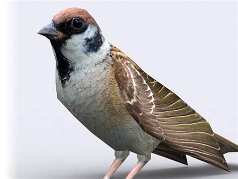 Sparrow Characters Unity Asset Store