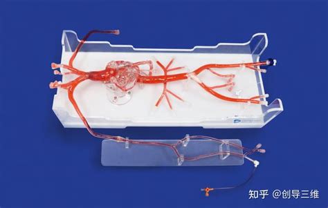 冠脉介入血管模型 创导三维研发定制 可用于冠脉介入手术训练及器械研发 高仿真模拟人体结构 知乎