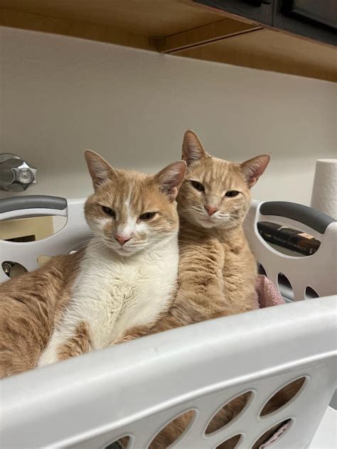 Please Help We Are Heartbroken These Sweet Loving Litter Mates